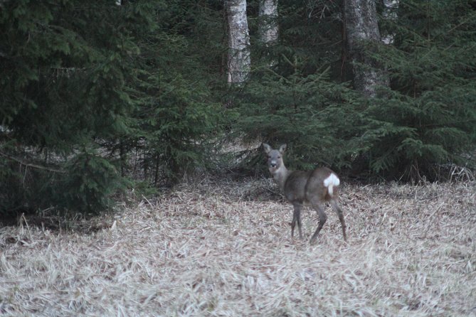 Evening Wildlife Safari with Campfire Dinner from Stockholm - Frequently Asked Questions