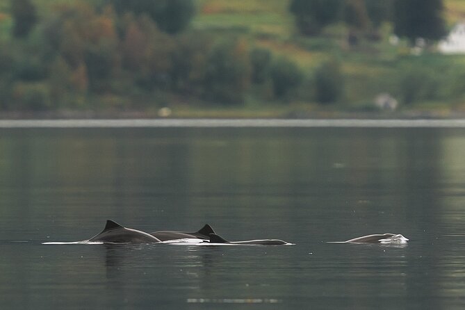 Explore the Norwegian Fjords and the Wildlife From Abisko - FAQs