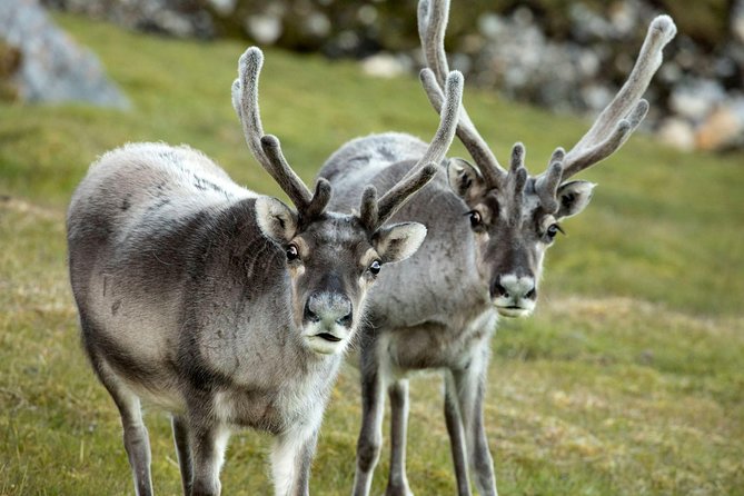 Fjord Expedition: Arctic Adventure Awaits - FAQ