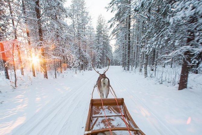 Forest Trail Reindeer Safari - Final Thoughts