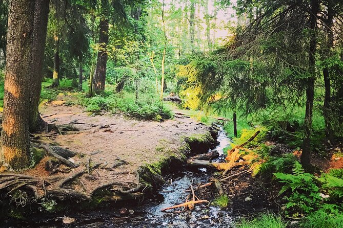 Forestbathing Slow Walking and Healing Spring Water, Stockholm - Final Thoughts