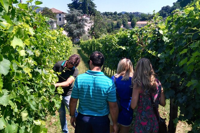 From Abano Montegrotto, Wine Tour in the Euganean Hills - Who Should Consider This Tour?