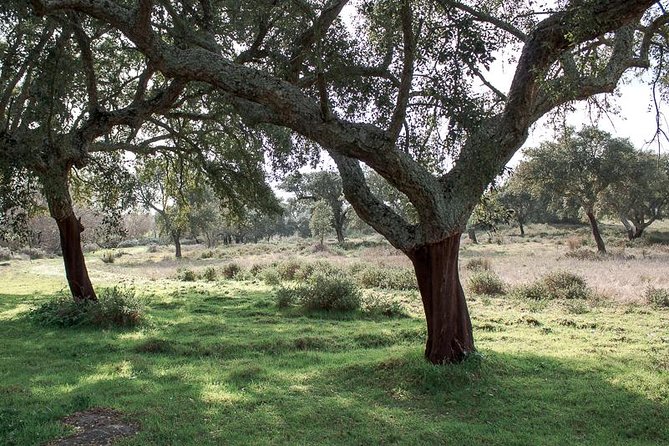 From Lisbon to Alentejo: Évora and Megaliths Full-Day Group Tour - In The Sum Up