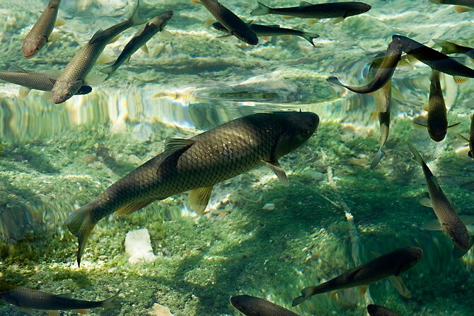 From Zadar: Full Day Private Tour to Plitvice Lakes National Park - Who Is This Tour Best For?