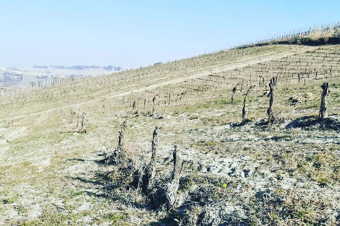 Full day Barolo&Barbaresco Wine Tour from Milano with a local winemaker - Transportation and Logistics