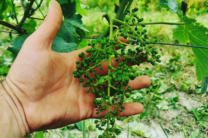 Full day Barolo&Barbaresco Wine Tour from Torino with a local winemaker - FAQs