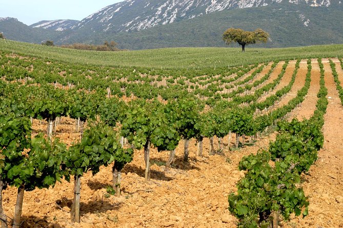 Full Day Private Tour - Arrábida Beaches and Azeitão Wine Region - Transportation and Practicalities