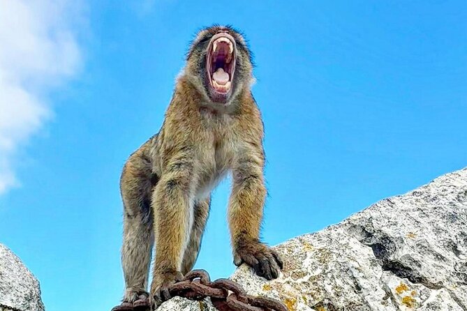 Gibraltar Private Daytrip From Malaga - The Sum Up