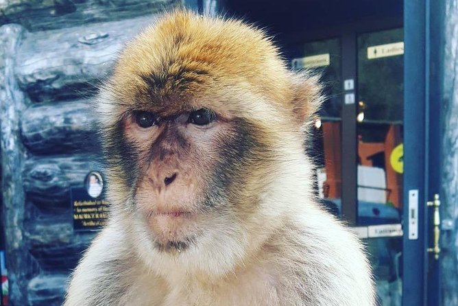 Gibraltar Sightseeing : Extended Rock Tour / Shore Excursion (Private) - Barbary Macaque Feeding Station