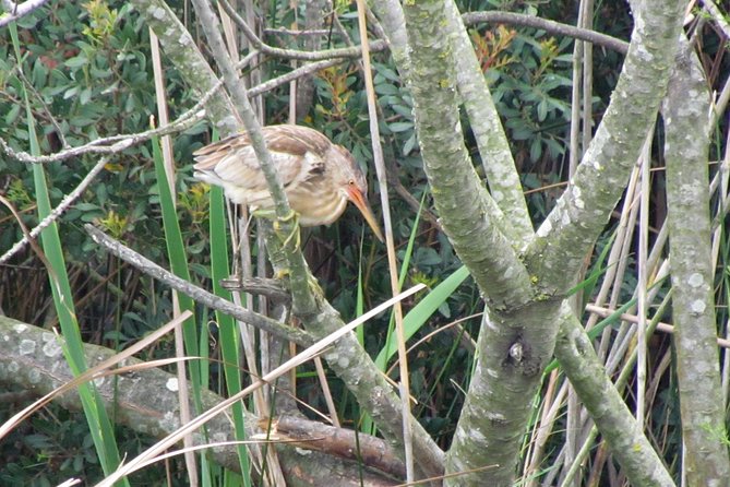 Half-day birdwatching around Faro - Final Thoughts: A Birdwatchers Delight — and a Natural Escape
