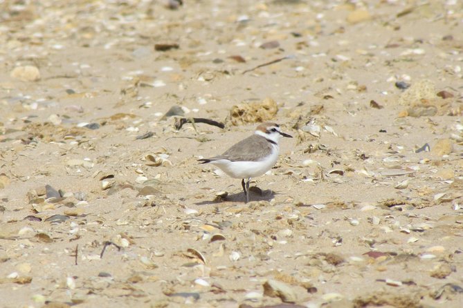 Half-day birdwatching at Alvor dunes - Summary