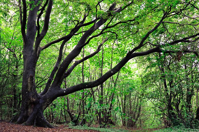 Half-day Forest Bathing and Yoga in Brighton's Woodlands - The Sum Up: Who Will Love This Experience?