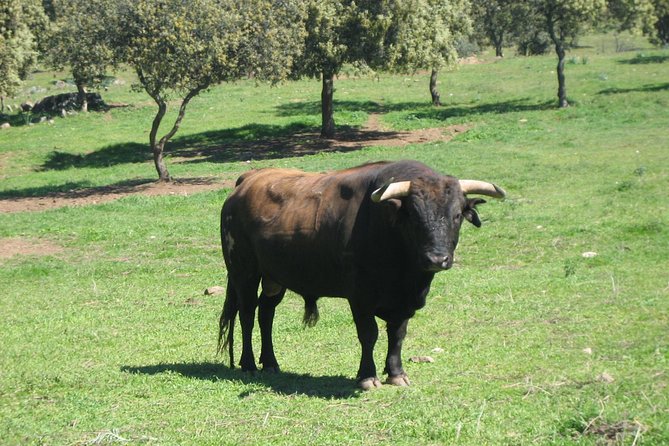 Half-Day Guided Tour to a bull farm in Madrid - Final Thoughts: Is It Worth It?
