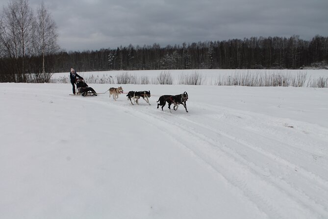 Husky Dog Sledding Tour From Riga - Practical Tips for Booking and Enjoying