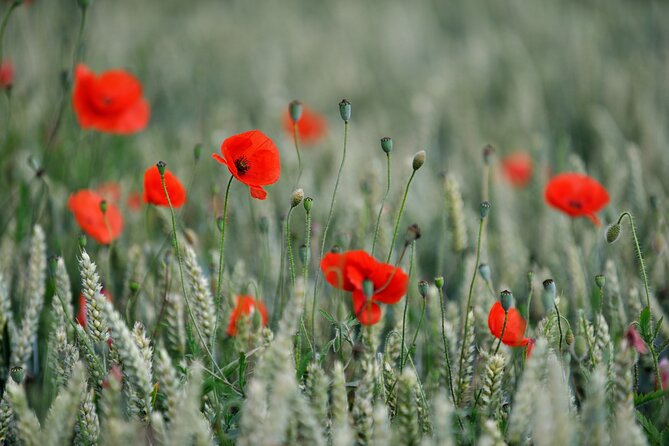 In Flanders Fields and Passchendaele Grand Tour - FAQ