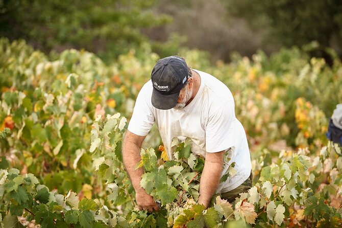 Kefalonia Wine Adventure in 3 Wineries With Tastings - Authentic Experiences and Traveler Feedback