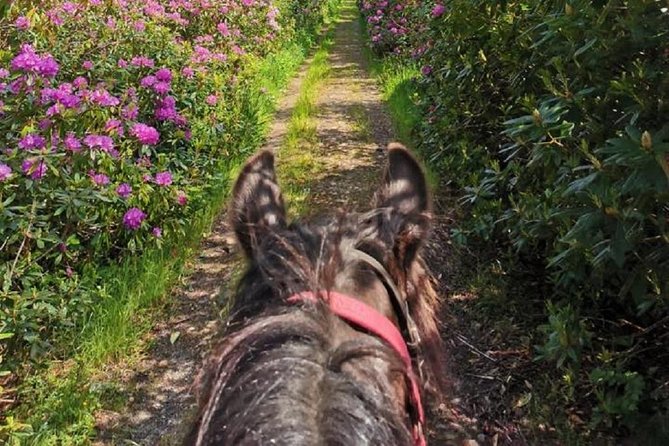 Killarney National Park Horseback Ride. Co Kerry. Guided. 1 hour. - Who Will Enjoy This Tour?