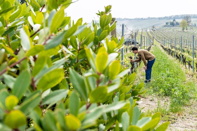 Langhe Wine Tour and Tasting - One day with a Somm - Frequently Asked Questions