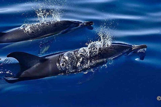 Lanzarote Sea Safari from Puerto calero - Final Thoughts