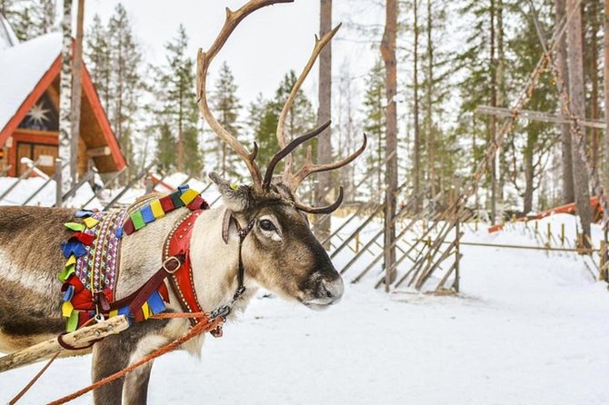 Lapland Reindeer and Husky Safari from Levi - Who Should Consider This Tour?
