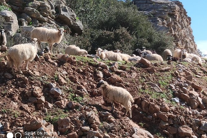 Lasithi Plateau Traditional Vilages - The Sum Up: Is This Tour Right for You?