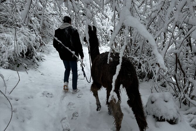 Llama hike with homemade, traditional cheese fondue - Who Will Love This Tour?