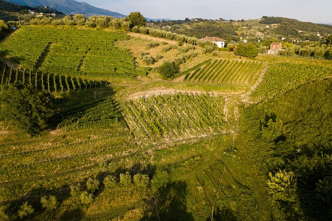 Lucca - Wine tasting at Tenuta Mareli - Authenticity and Guest Experiences