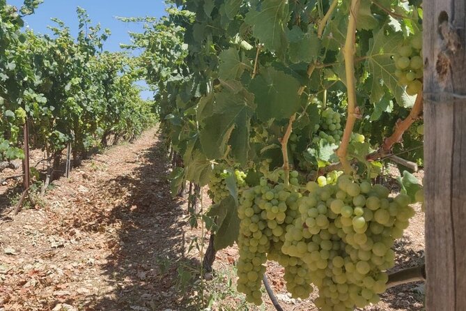 LUXURY PRIVATE Wine Tasting in CRETE (also for CRUISE SHIPS) - FAQs