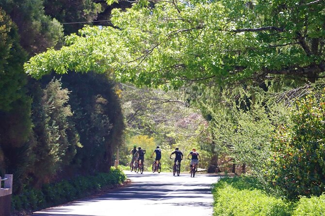 Madeira Island Guided Mountain Biking Adventure - Who Will Love This Tour?