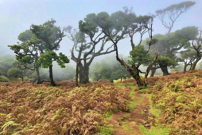 Madeira: Private Guided Walk Vereda Fanal PR13 - Who Will Love This Tour
