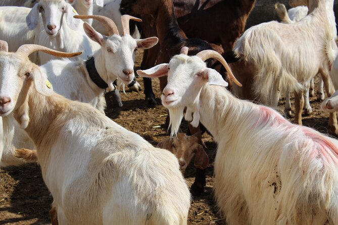 Martina Franca e-Bike tour . Visit a breeding and a dairy farm - Authentic Experiences & Local Flavor