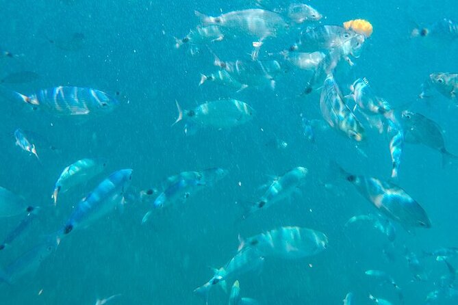 Medulin: Glass Boat Tour Experience to Kamenjak with Mermaid - Authentic Reviews and Real Experiences
