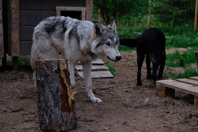 Meet Taivas & the Arctic Wolves - Private Tour - FAQ