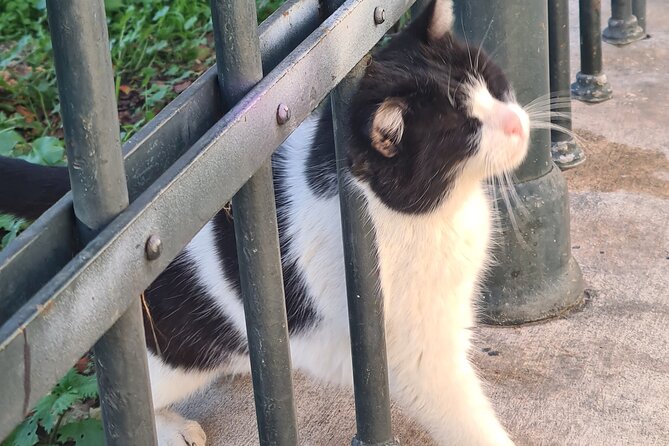 Meet the Cats of Acropolis and Thissio Private Tour - How the Experience Enhances Your Visit to Athens