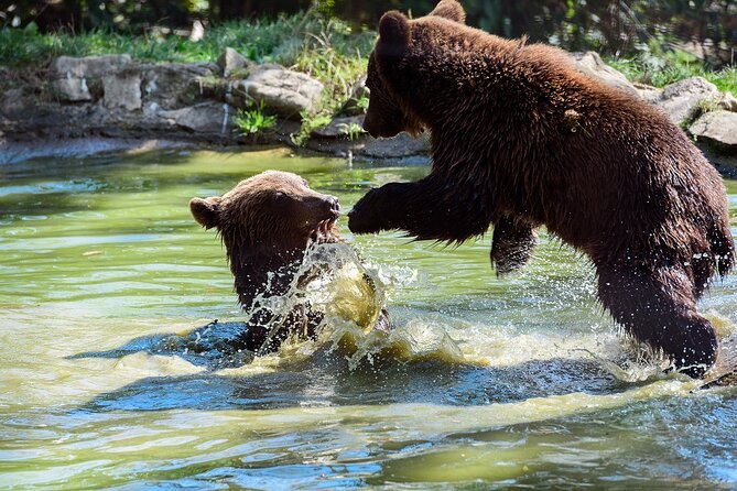 Meet the Free Bears and visit Dracula's Castle in a Day Trip from Bucharest - The Sum Up
