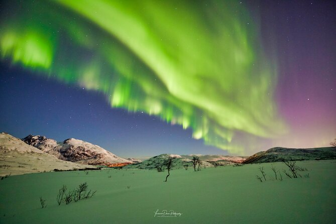 Minivan Northern Lights excursion (8 guests per minivan) - The Reality of Aurora Viewing