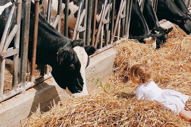 Mozzarella Experience - Cheese Tour and tastings to Masseria Fragnite - The Authentic Rural Atmosphere and Family-Friendly Vibe