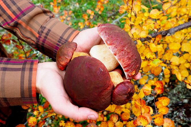 Mushroom Hunting in a National Park - Final Thoughts