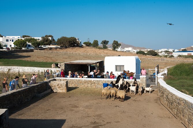 Mykonian Farm Entrance Ticket - The Reviews That Speak for Themselves
