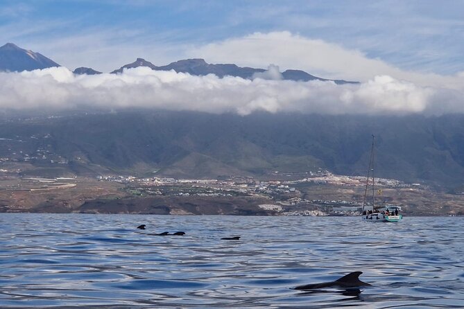 Ocean Pack Tenerife Jet Ski and Yacht Whale Watching - Final Thoughts: Is It Worth It?
