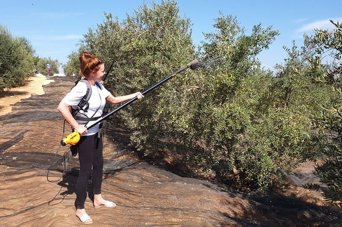 Olive Oil Farm Tour with Tasting from Seville - Practical Tips for Future Participants