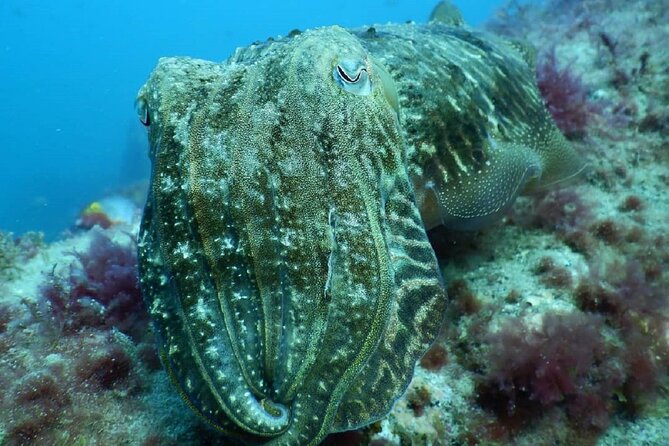 PADI Advanced Diving Course in Gran Canaria - The Sum Up: Is This Dive Course Right for You?