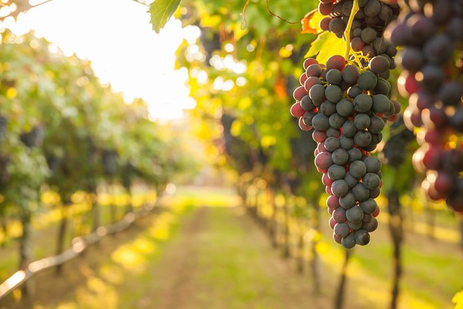 Peljesac Peninsula Wine Tasting Luxury Tour from Dubrovnik - The Sum Up