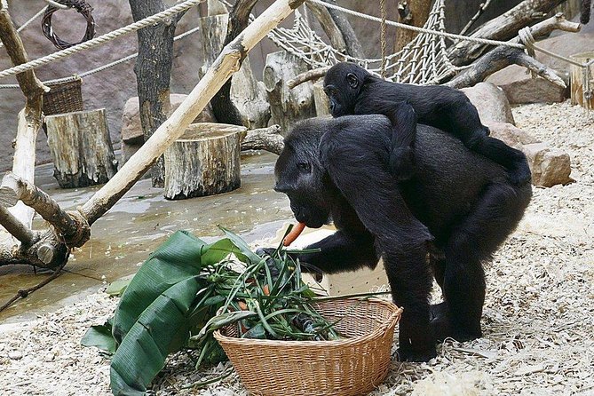 Prague Zoo Admission Ticket including Round Trip Transfer - Final thoughts: Is this a good choice?