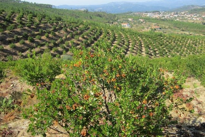 Premium gastronomic mountain tour: Wine, olive oil, spirits, food - Final Thoughts