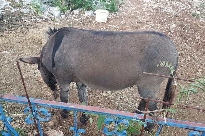 Private Authentic Family Home local food day Trip from Dubrovnik - FAQ