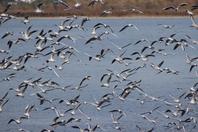 Private Birding Tour in Albania - Who Should Book This Tour?