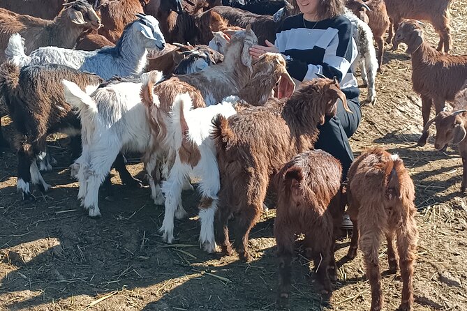 Private Custom Tours to Thessaloniki - Unique Experiences in Traditional Greek Farms: Kolchiko and Lefkochori