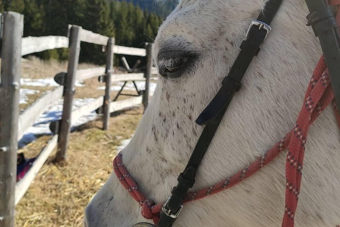 Private Horseback Riding the Rila Range - FAQ