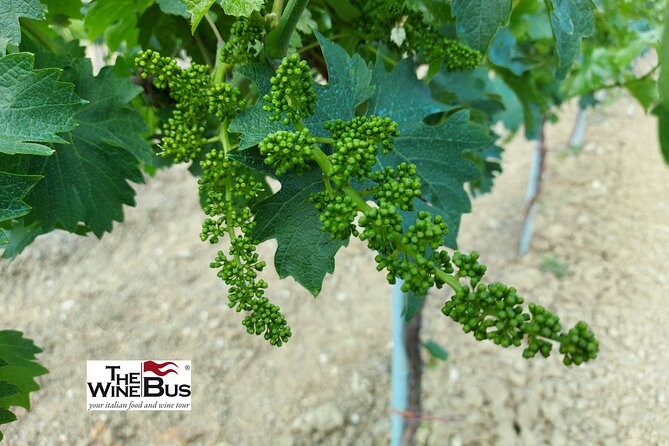 Private Irpinia Gourmet Tour from POSITANO, PRAIANO or AMALFI - The Sum Up
